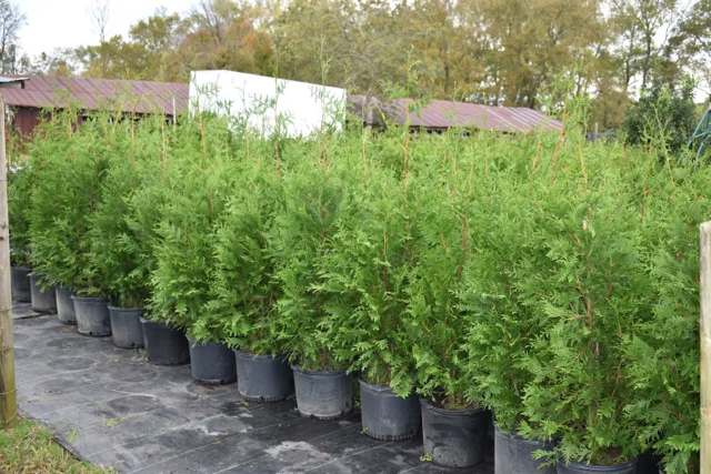 Carolina Privacy Trees