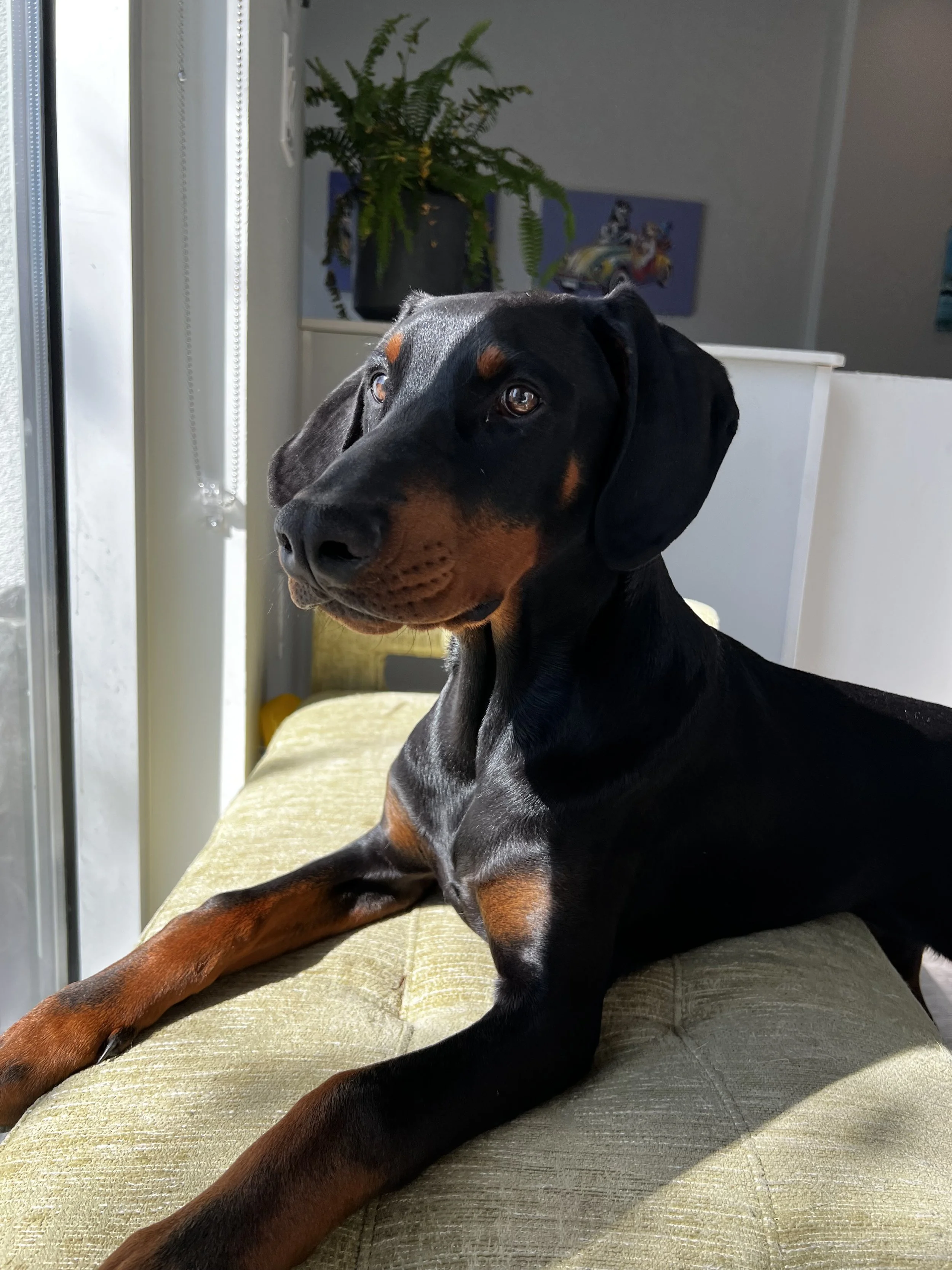 High Paw Dog Daycare