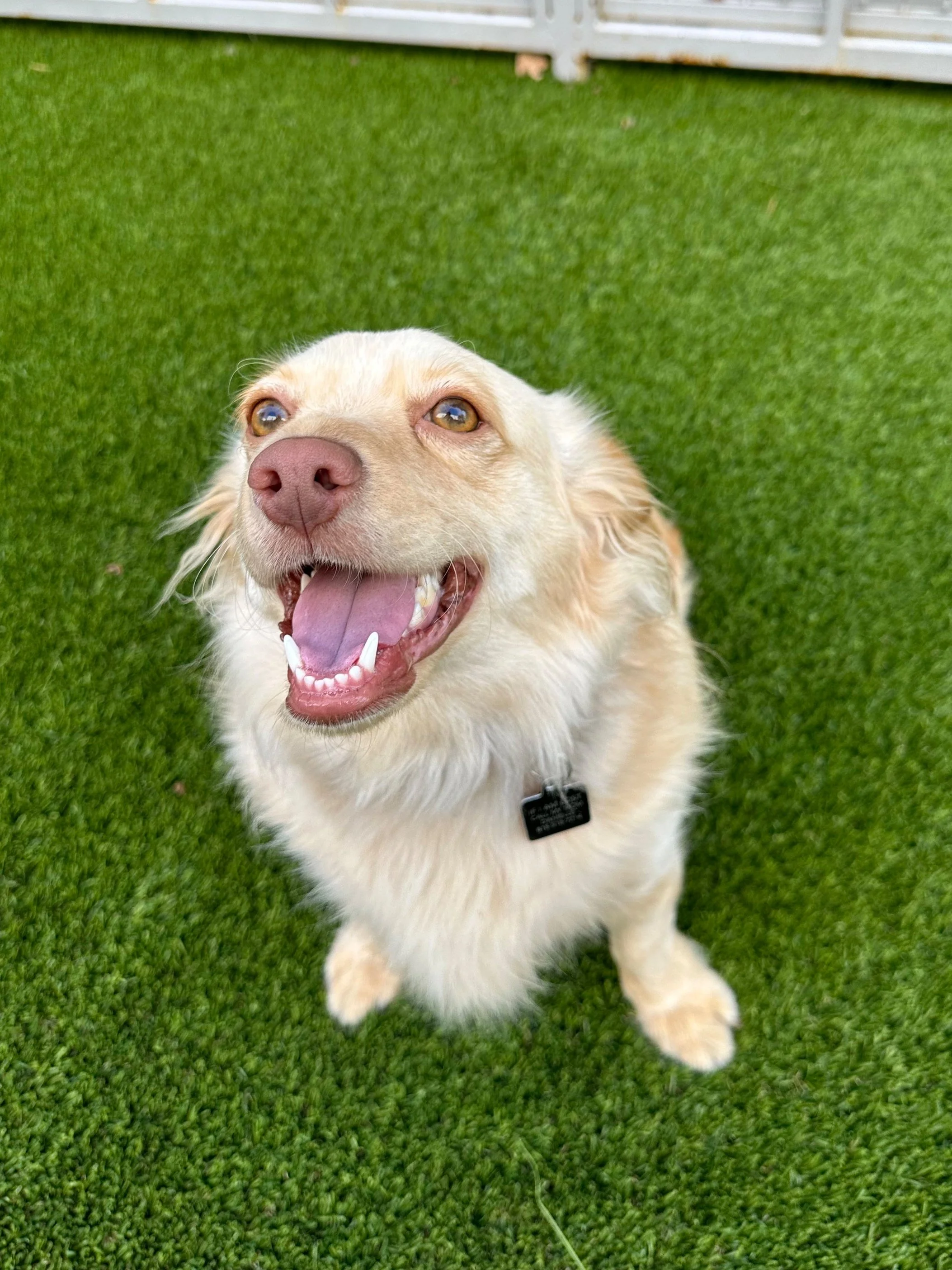 High Paw Dog Daycare