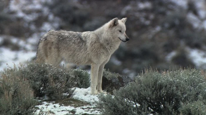 Yellowstone Wolves: Succession — A Dream Come True — o n e s e v e n n ...