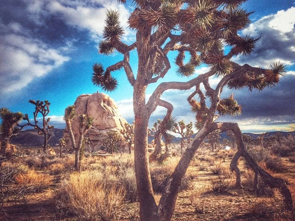 Joshua Tree Visitors Guide - Local's Guide to Joshua Tree