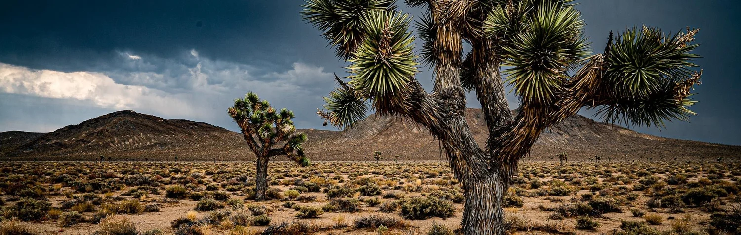 Top 10 Local Tips for Visiting Joshua Tree — Visit Joshua Tree