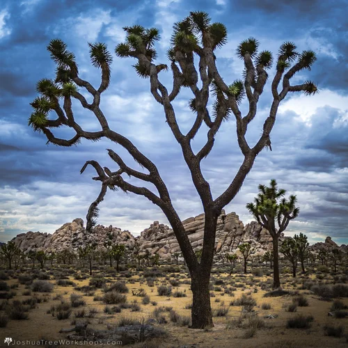 Top 10 Local Tips for Visiting Joshua Tree — Visit Joshua Tree