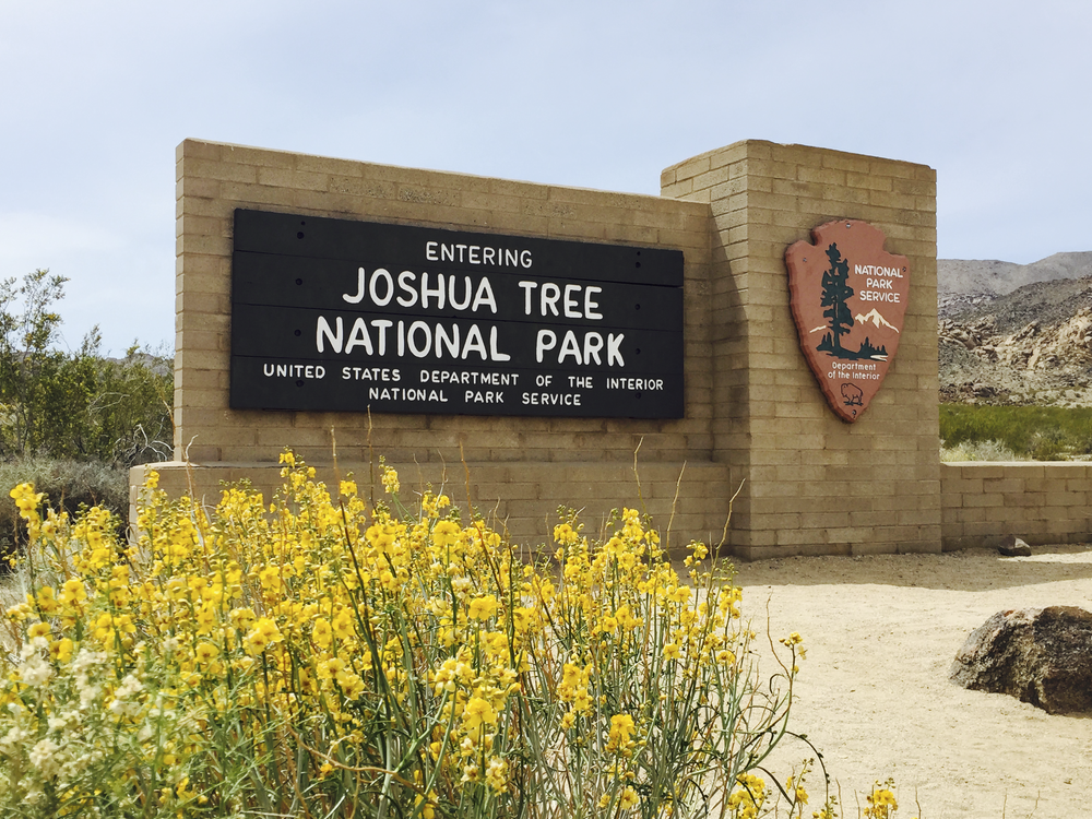 Top 10 Local Tips for Visiting Joshua Tree — Visit Joshua Tree