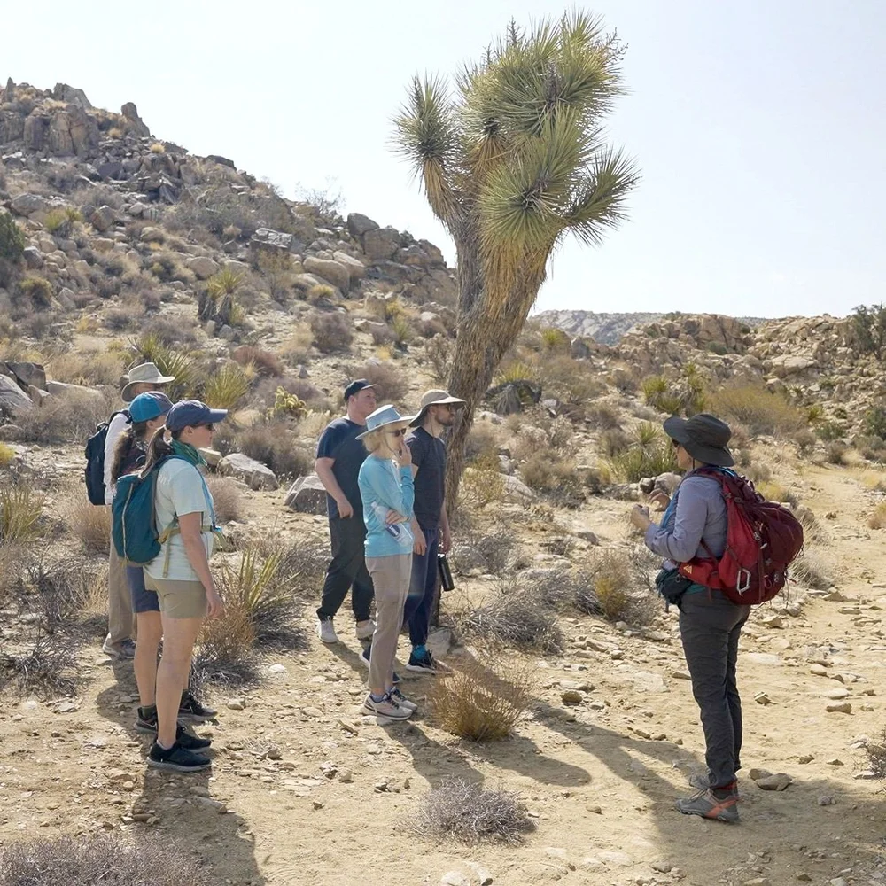 Amazing Guide to Joshua Tree National Park! — Visit Joshua Tree