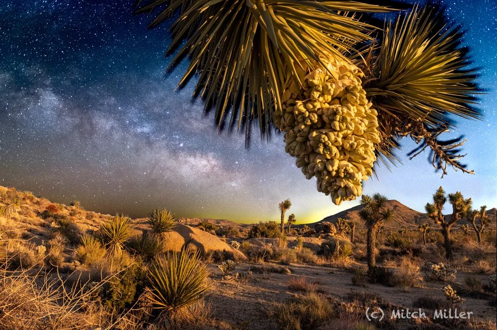 Local Artists — Visit Joshua Tree