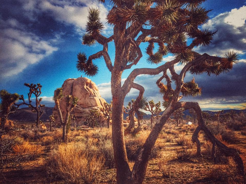 Visit Joshua Tree - Visit Joshua Tree