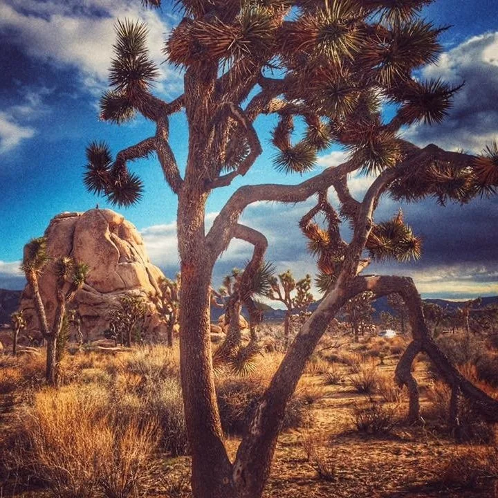 Amazing Guide to Joshua Tree National Park! — Visit Joshua Tree