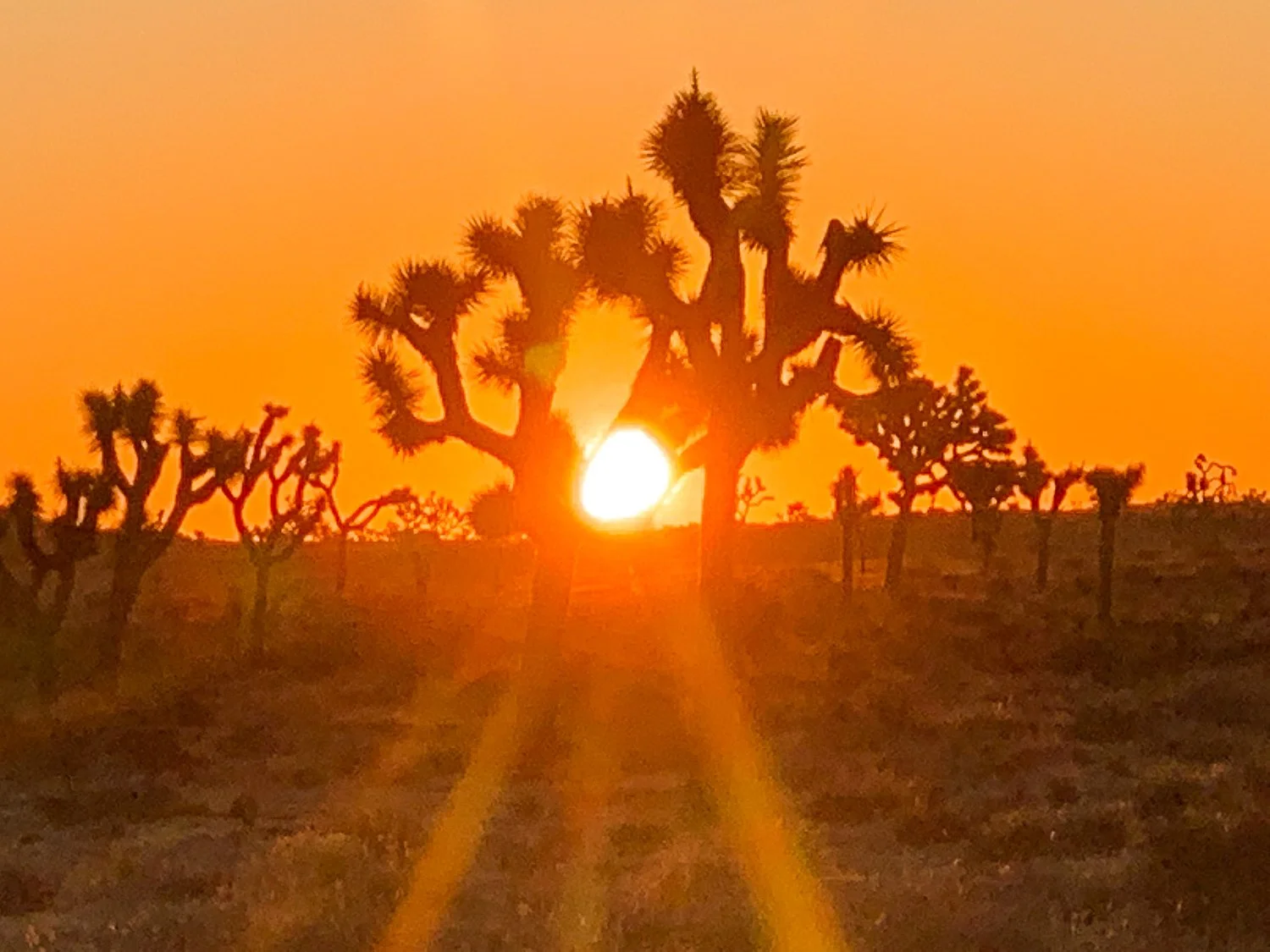 Awesome Photography Tours in Joshua Tree National Park — Visit Joshua Tree