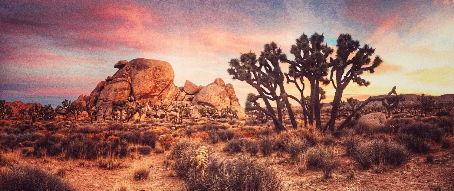 Amazing Guide to Joshua Tree National Park! — Visit Joshua Tree