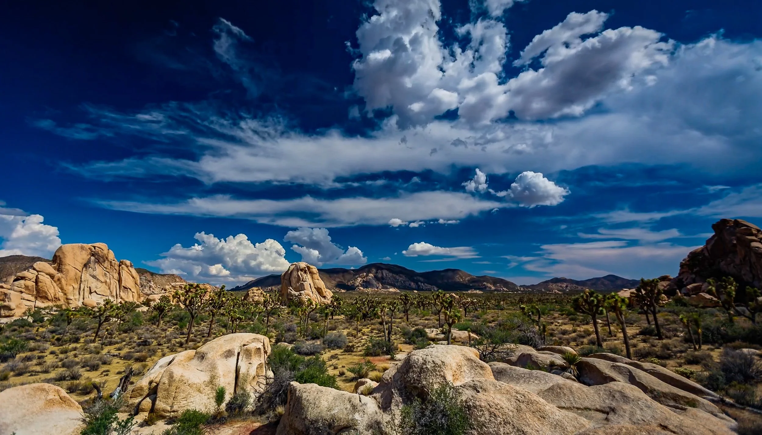 Visit Joshua Tree - Visit Joshua Tree