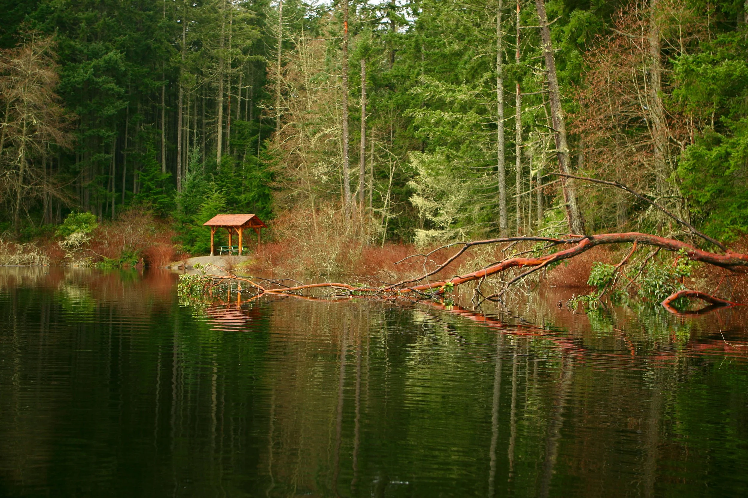 Fisher Pond — Vashon-Maury Island Land Trust