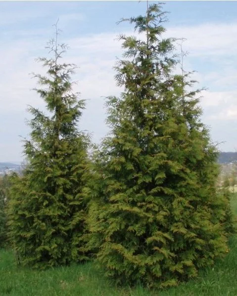 Tree Sale — Vashon-Maury Island Land Trust