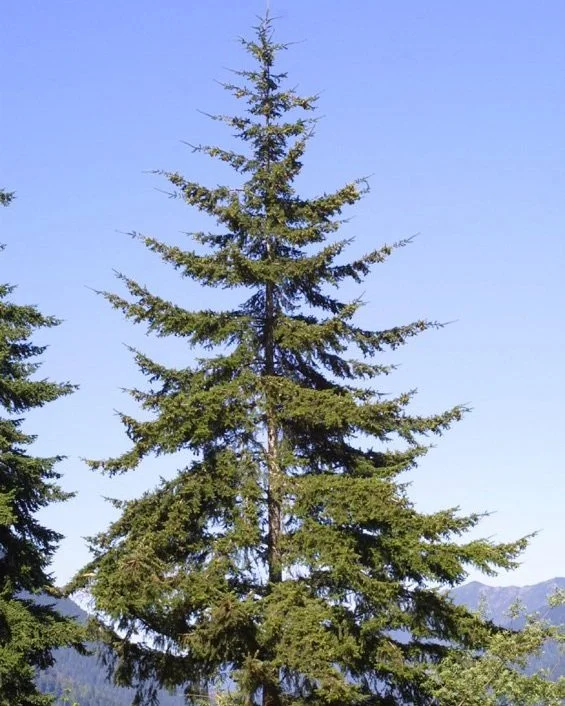 Tree Sale — Vashon-Maury Island Land Trust