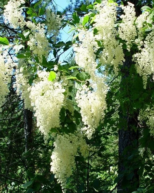 Tree Sale — Vashon-Maury Island Land Trust