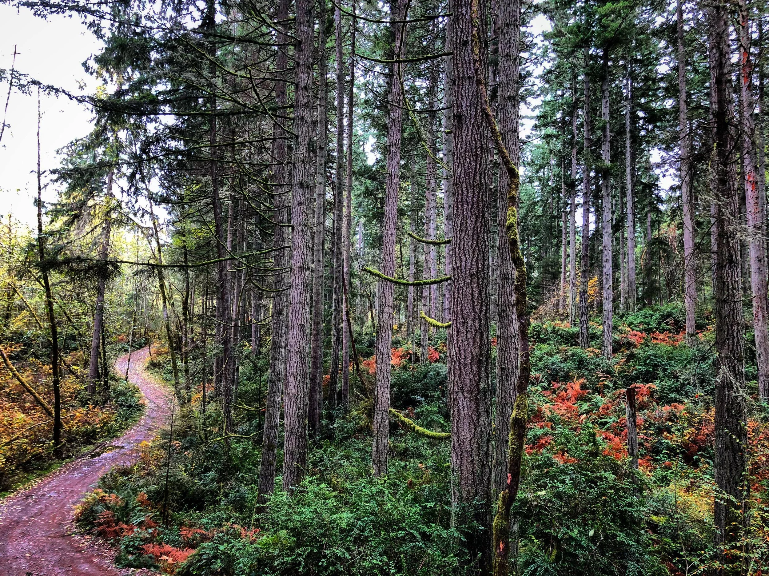 Land Conservation — Vashon-Maury Island Land Trust