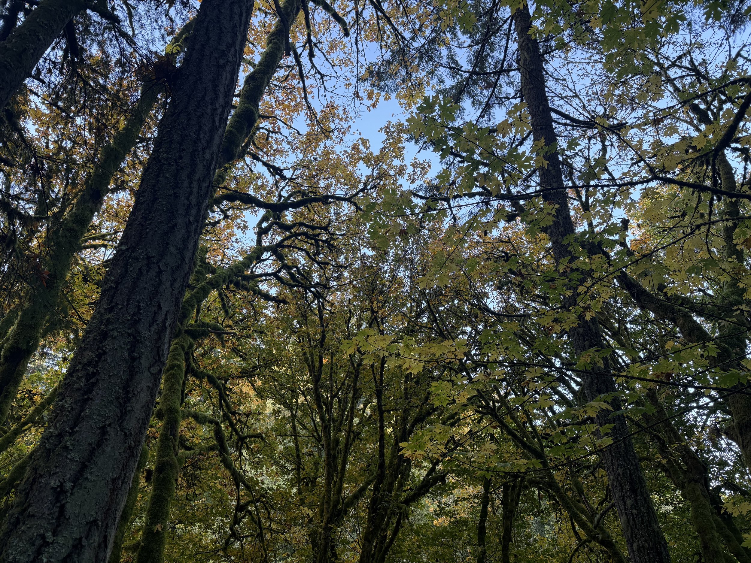 Vashon-Maury Island Land Trust