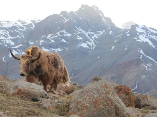 Himalayan Headbands | Our Story — Heavenly Himalayan