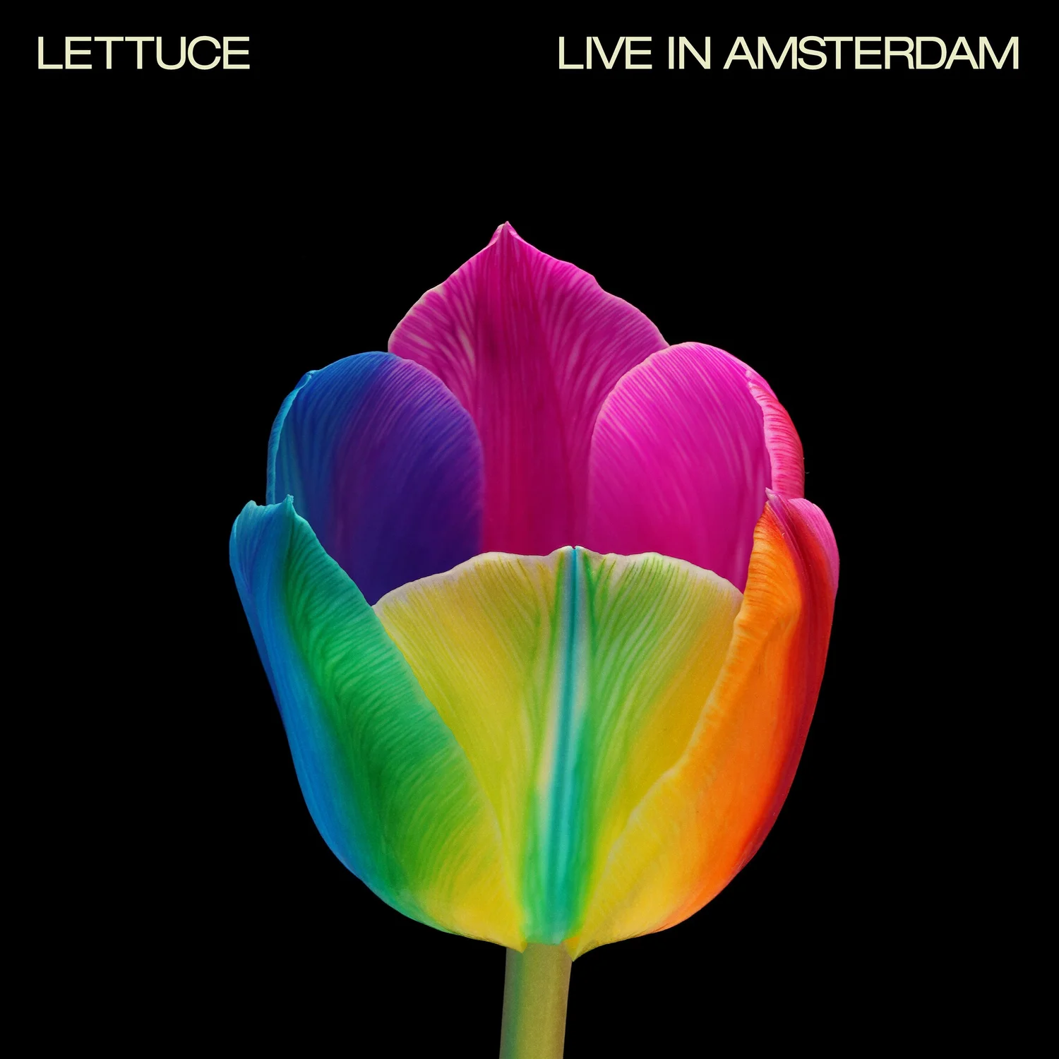 LETTUCE