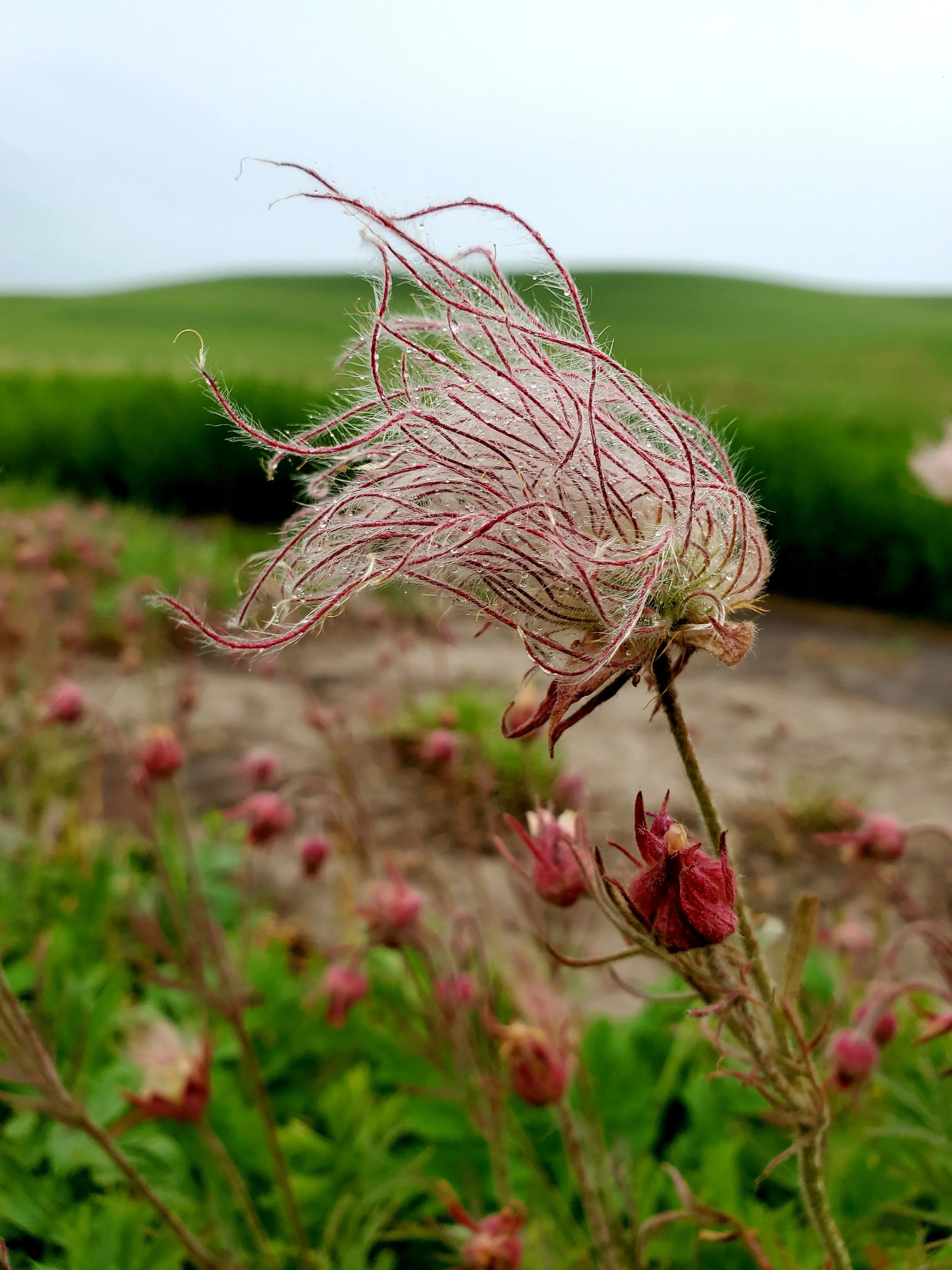 Native Seed — Rose Creek Seed