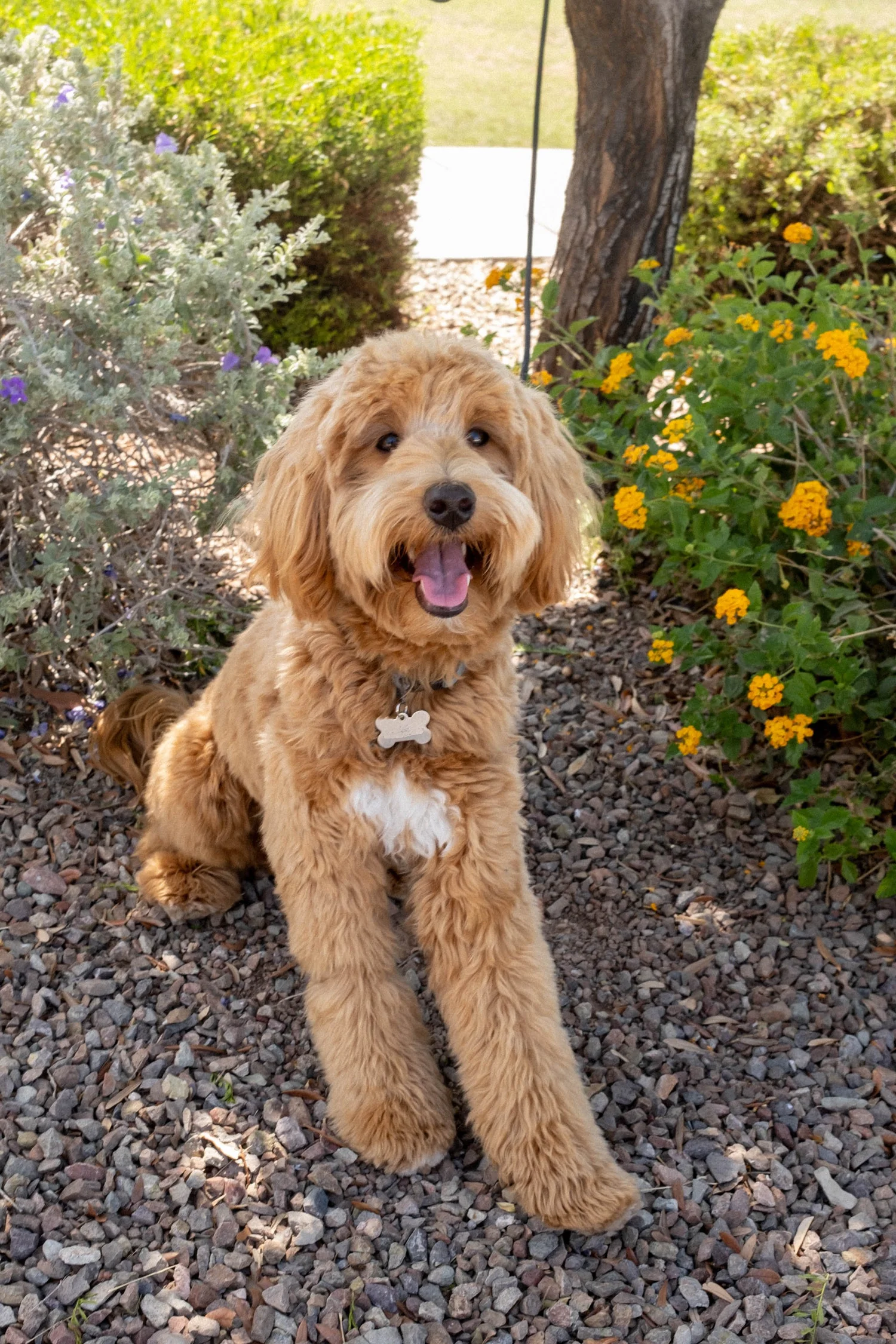 Adopt a Goldendoodle Puppy in Phoenix, AZ | Daisy Mountain Doodles