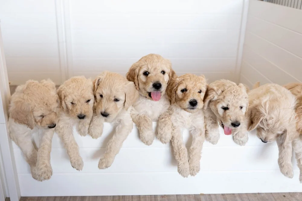 Goldendoodle, Bernedoodle & Poodle Breeders in AZ | Daisy Mountain Doodles