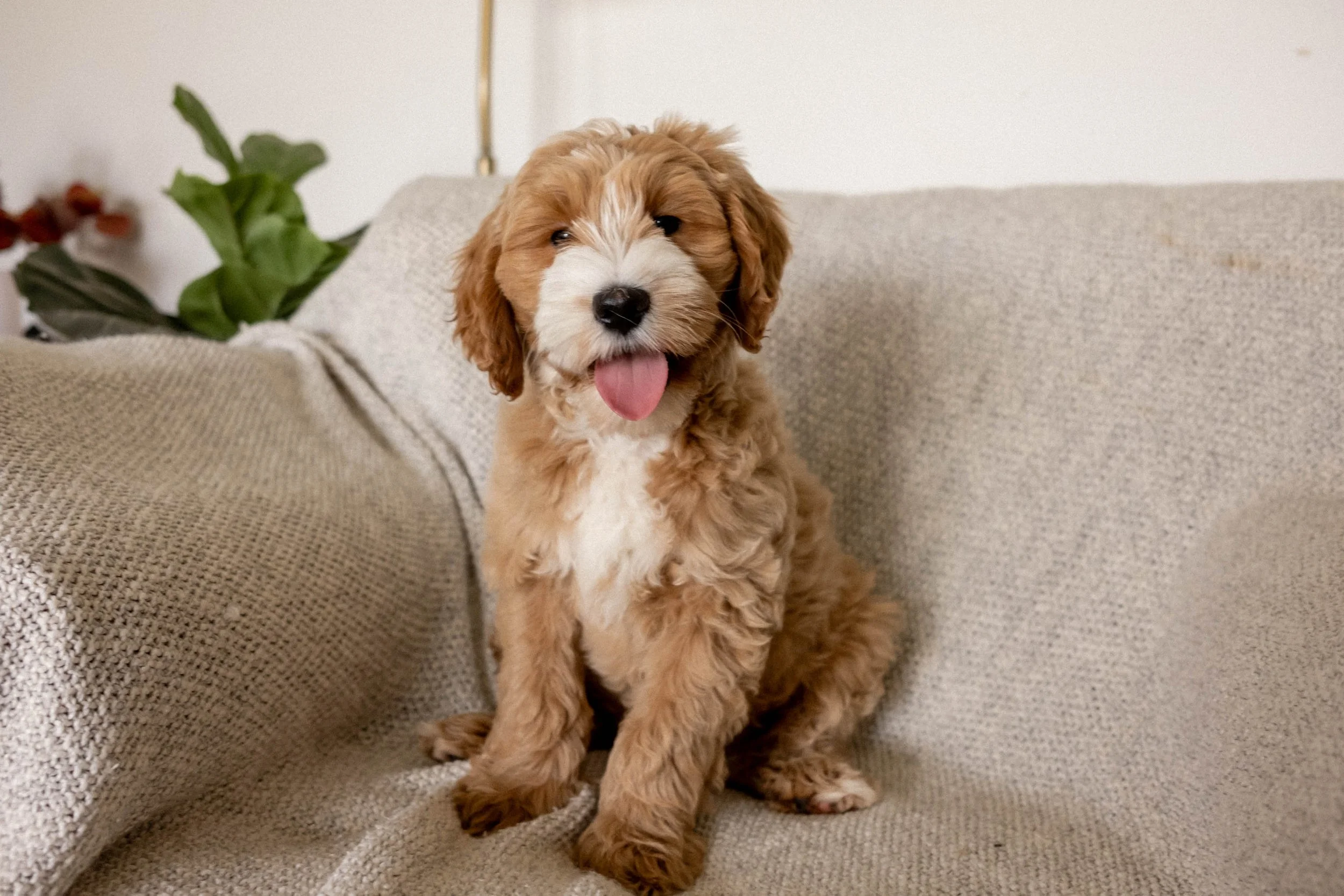 Guardian Home Program in AZ | Daisy Mountain Doodles