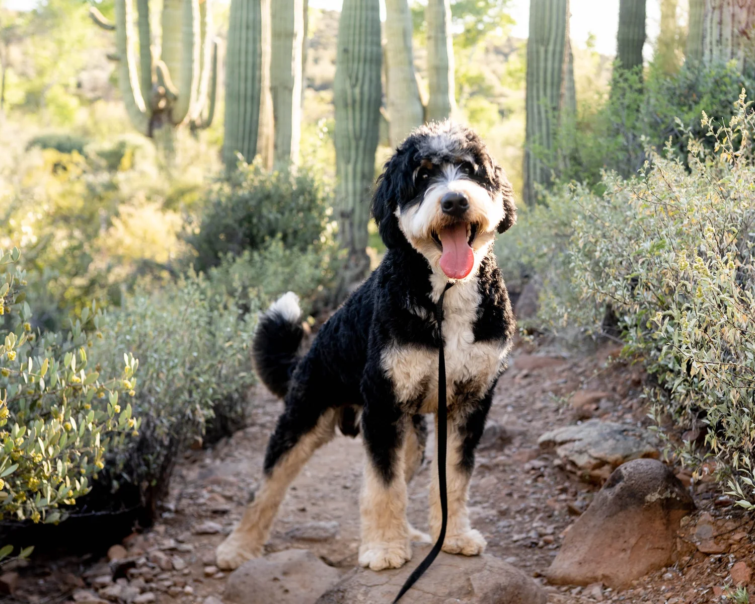 Adopt a Goldendoodle Puppy in Phoenix, AZ | Daisy Mountain Doodles