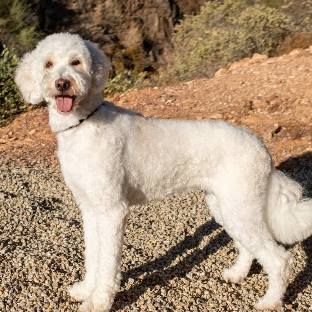 Adopt a Goldendoodle Puppy in Phoenix, AZ | Daisy Mountain Doodles