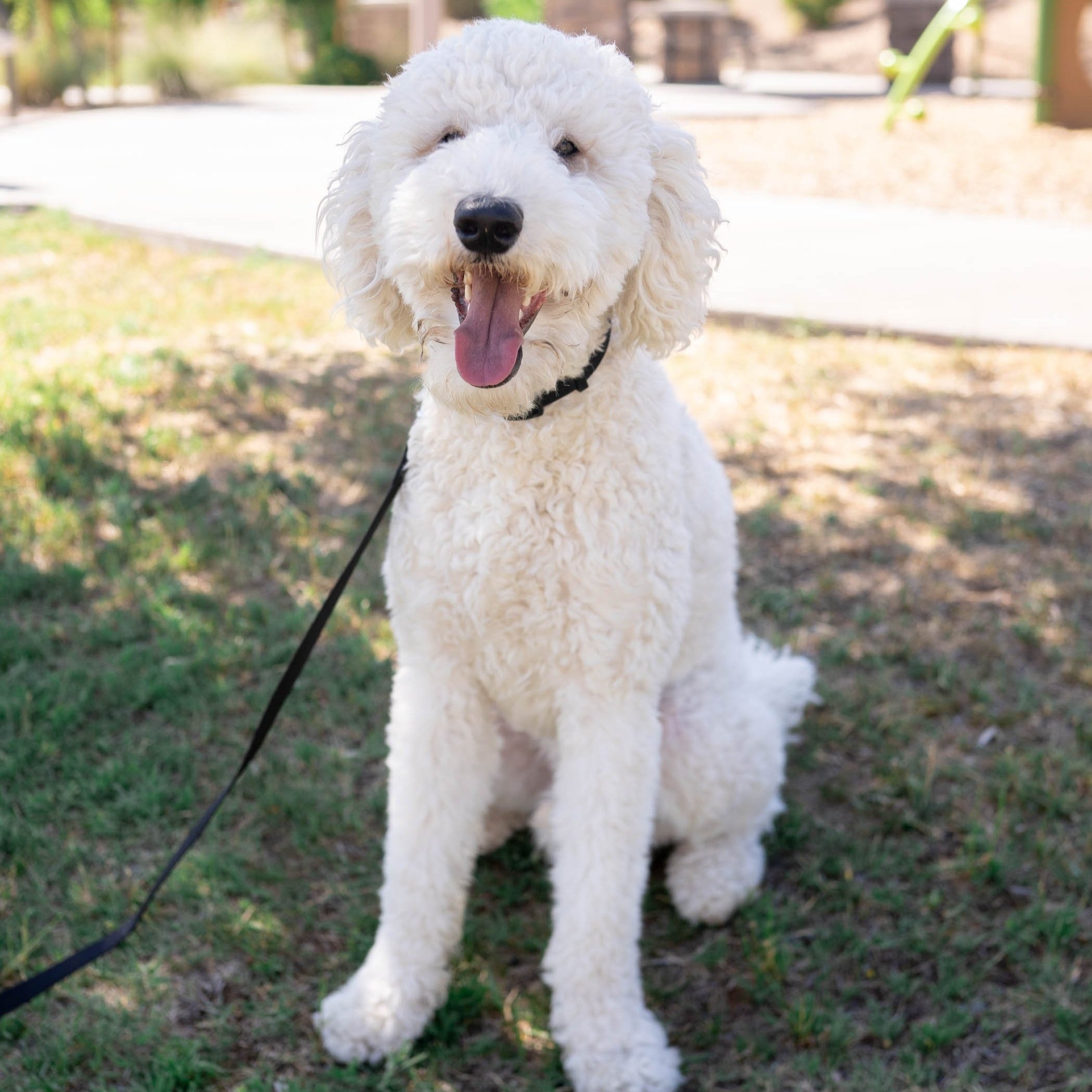 Adopt a Goldendoodle Puppy in Phoenix, AZ | Daisy Mountain Doodles Adopt a Goldendoodle Puppy in Phoenix, AZ | Daisy Mountain Doodles