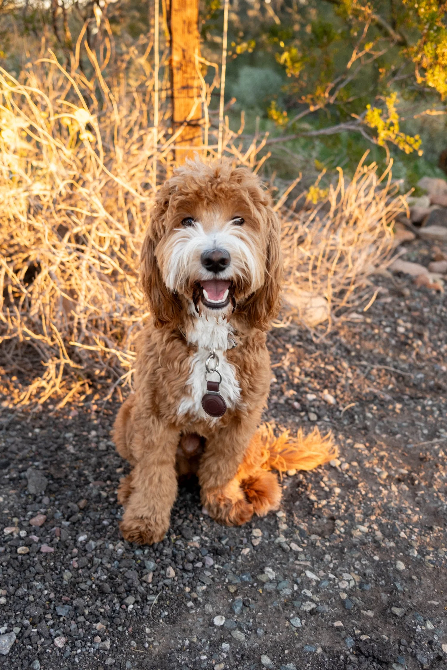 Adopt a Goldendoodle Puppy in Phoenix, AZ | Daisy Mountain Doodles