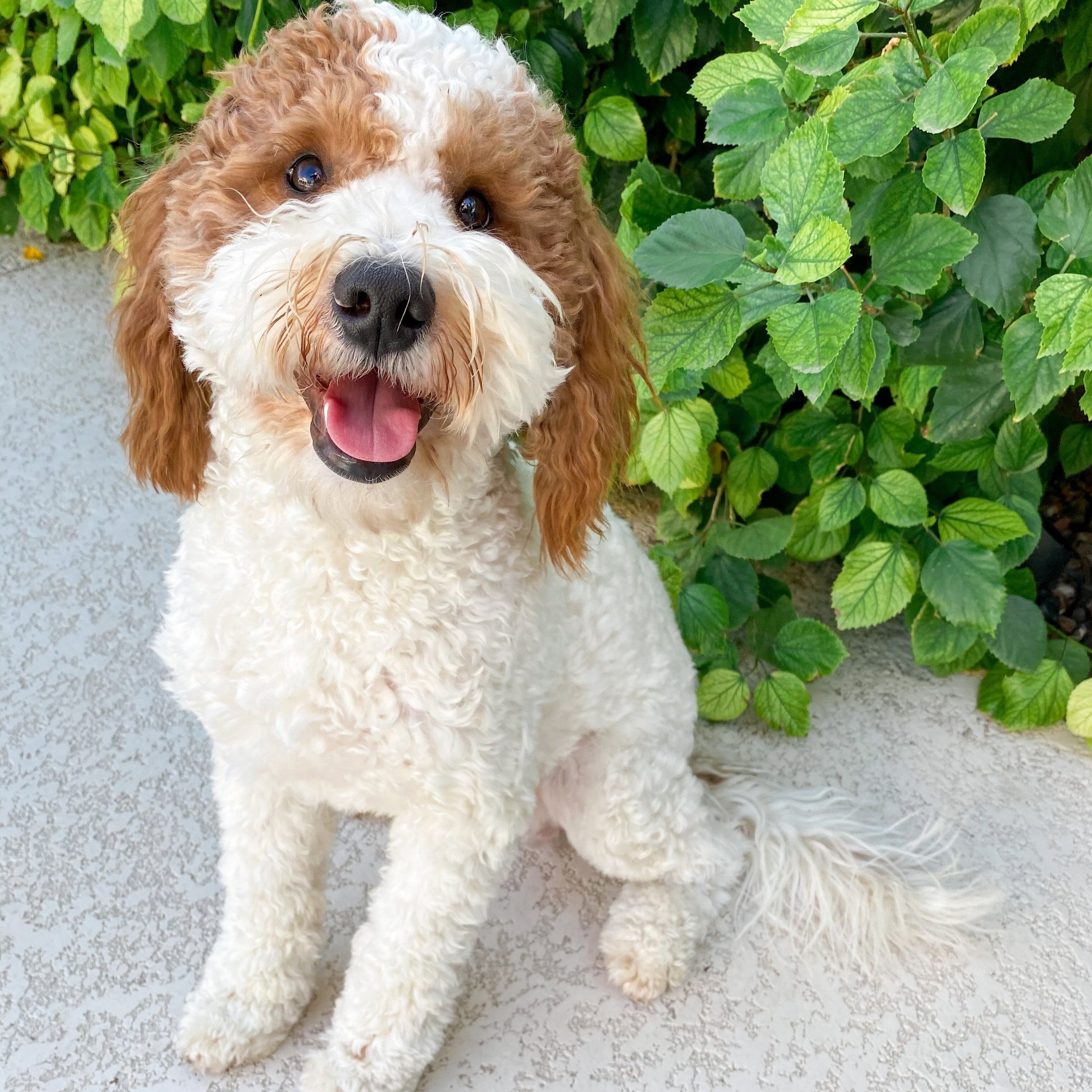 Adopt a Goldendoodle Puppy in Phoenix, AZ | Daisy Mountain Doodles Adopt a Goldendoodle Puppy in Phoenix, AZ | Daisy Mountain Doodles