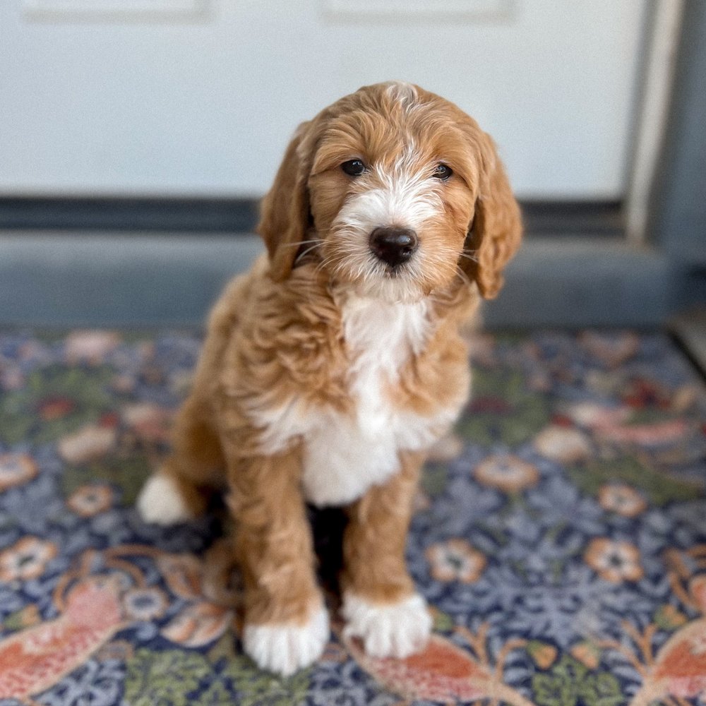 Adopt a Goldendoodle Puppy in Phoenix, AZ | Daisy Mountain Doodles