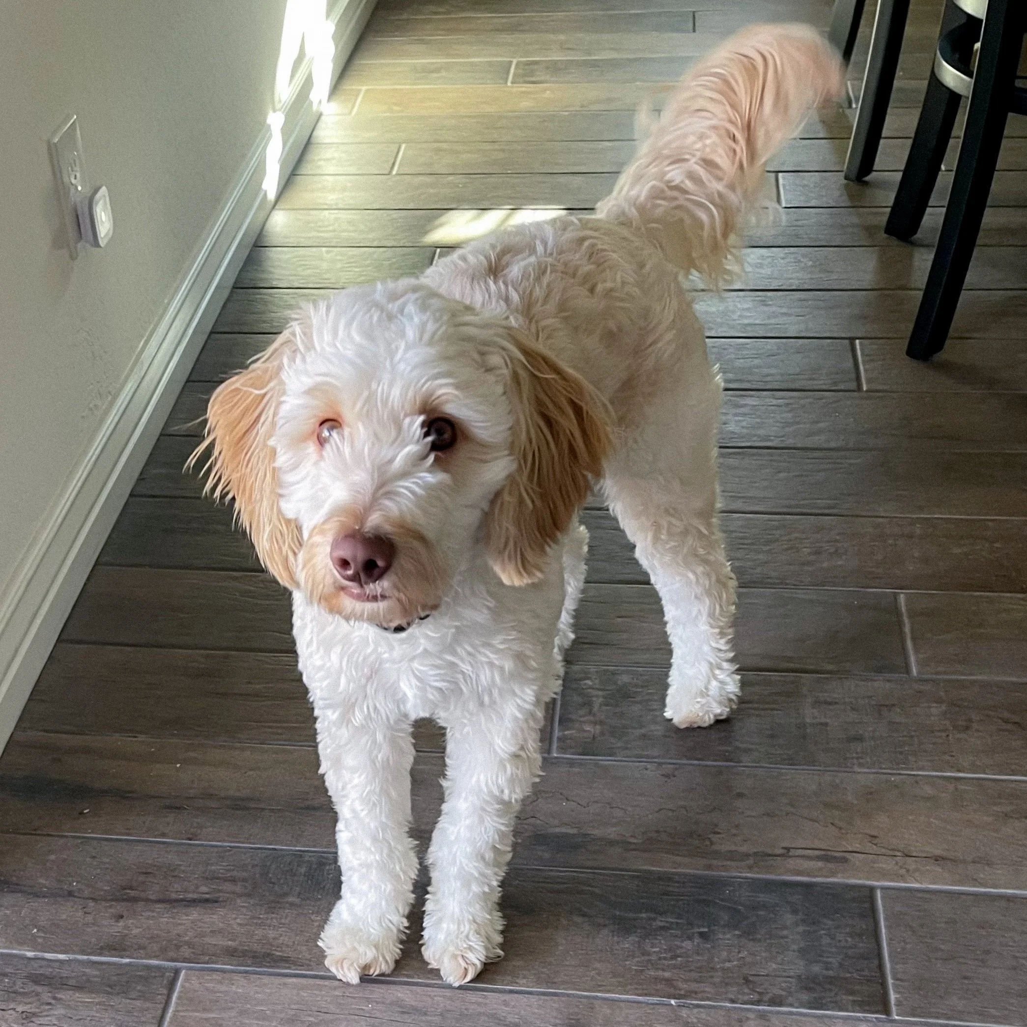 Adopt a Goldendoodle Puppy in Phoenix, AZ | Daisy Mountain Doodles