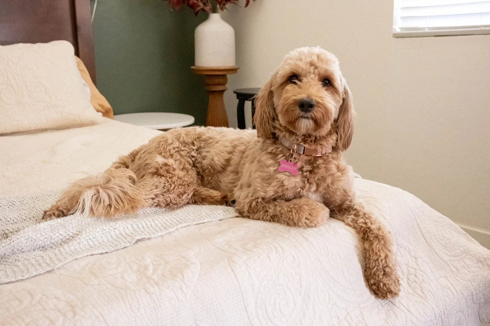 Adopt a Goldendoodle Puppy in Phoenix, AZ | Daisy Mountain Doodles