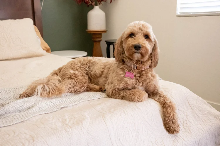 Adopt a Goldendoodle Puppy in Phoenix, AZ | Daisy Mountain Doodles