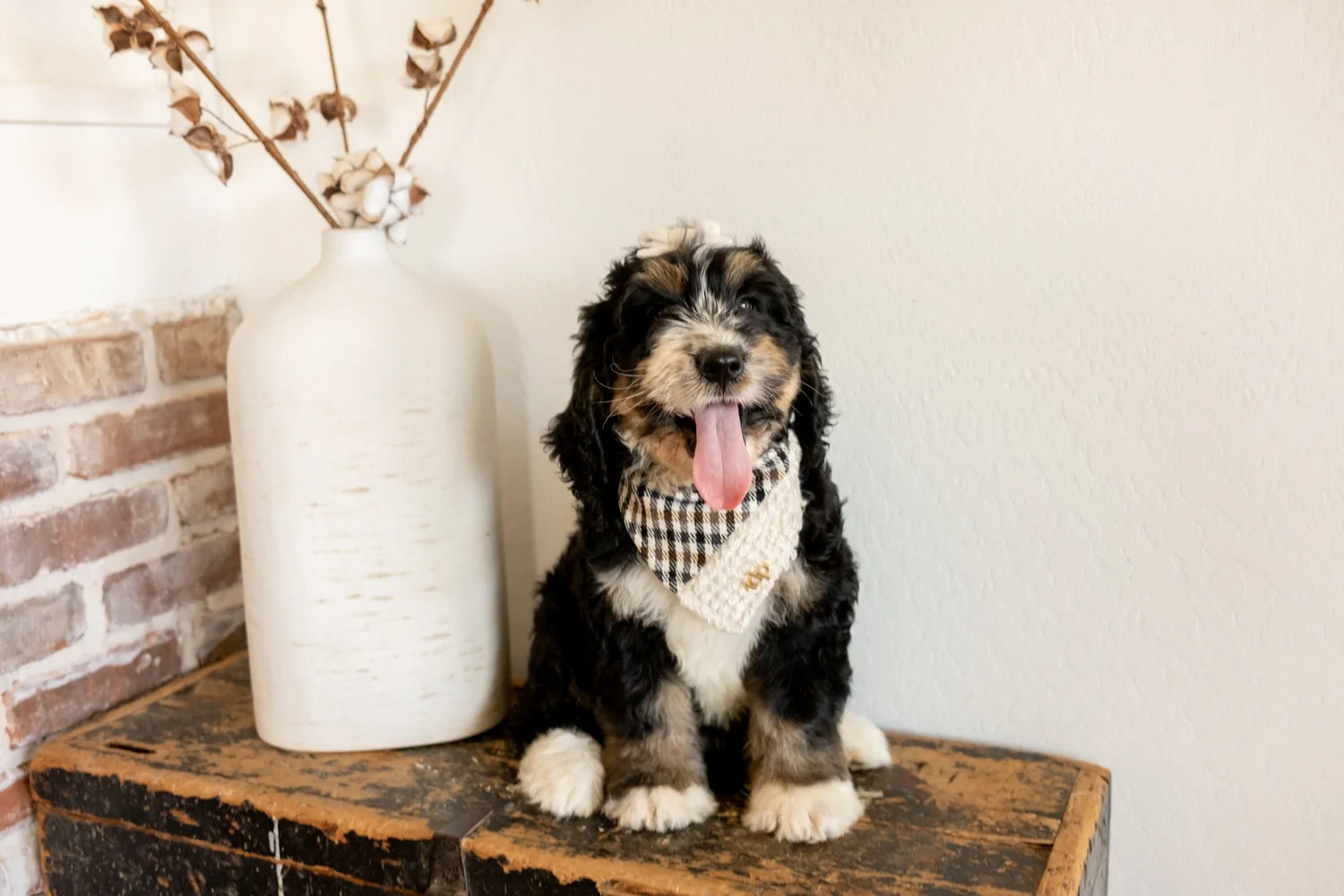 Adopt a Goldendoodle Puppy in Phoenix, AZ | Daisy Mountain Doodles