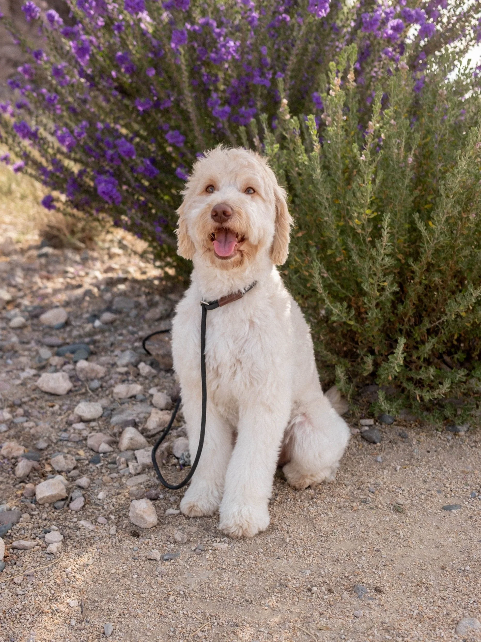 Adopt a Goldendoodle Puppy in Phoenix, AZ | Daisy Mountain Doodles
