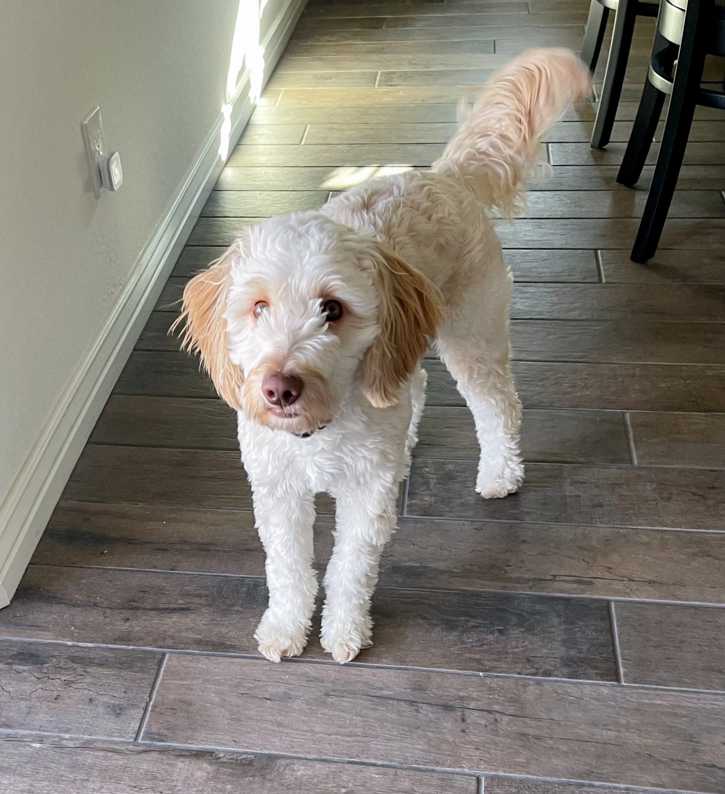 Grace | Daisy Mountain Doodles