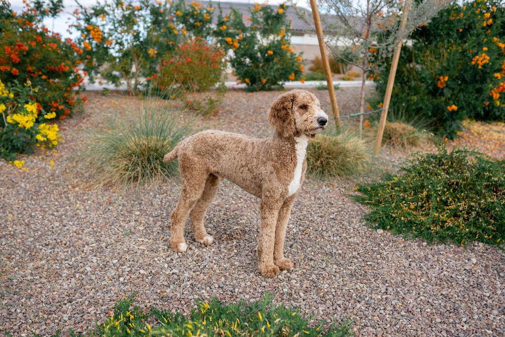 Adopt a Goldendoodle Puppy in Phoenix, AZ | Daisy Mountain Doodles Adopt a Goldendoodle Puppy in Phoenix, AZ | Daisy Mountain Doodles