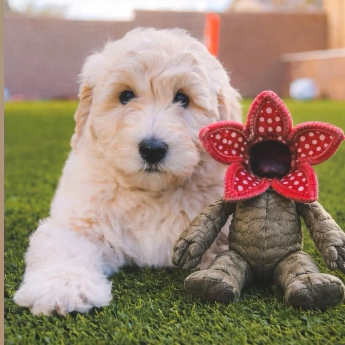 Adopt a Goldendoodle Puppy in Phoenix, AZ | Daisy Mountain Doodles