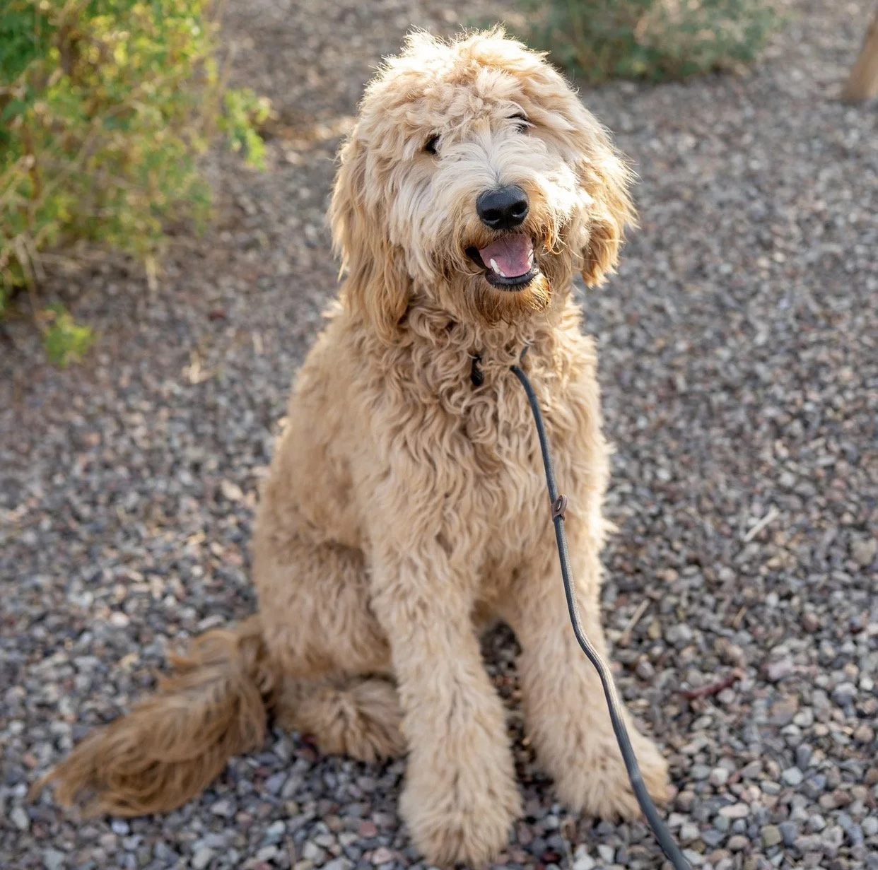 Adopt a Goldendoodle Puppy in Phoenix, AZ | Daisy Mountain Doodles