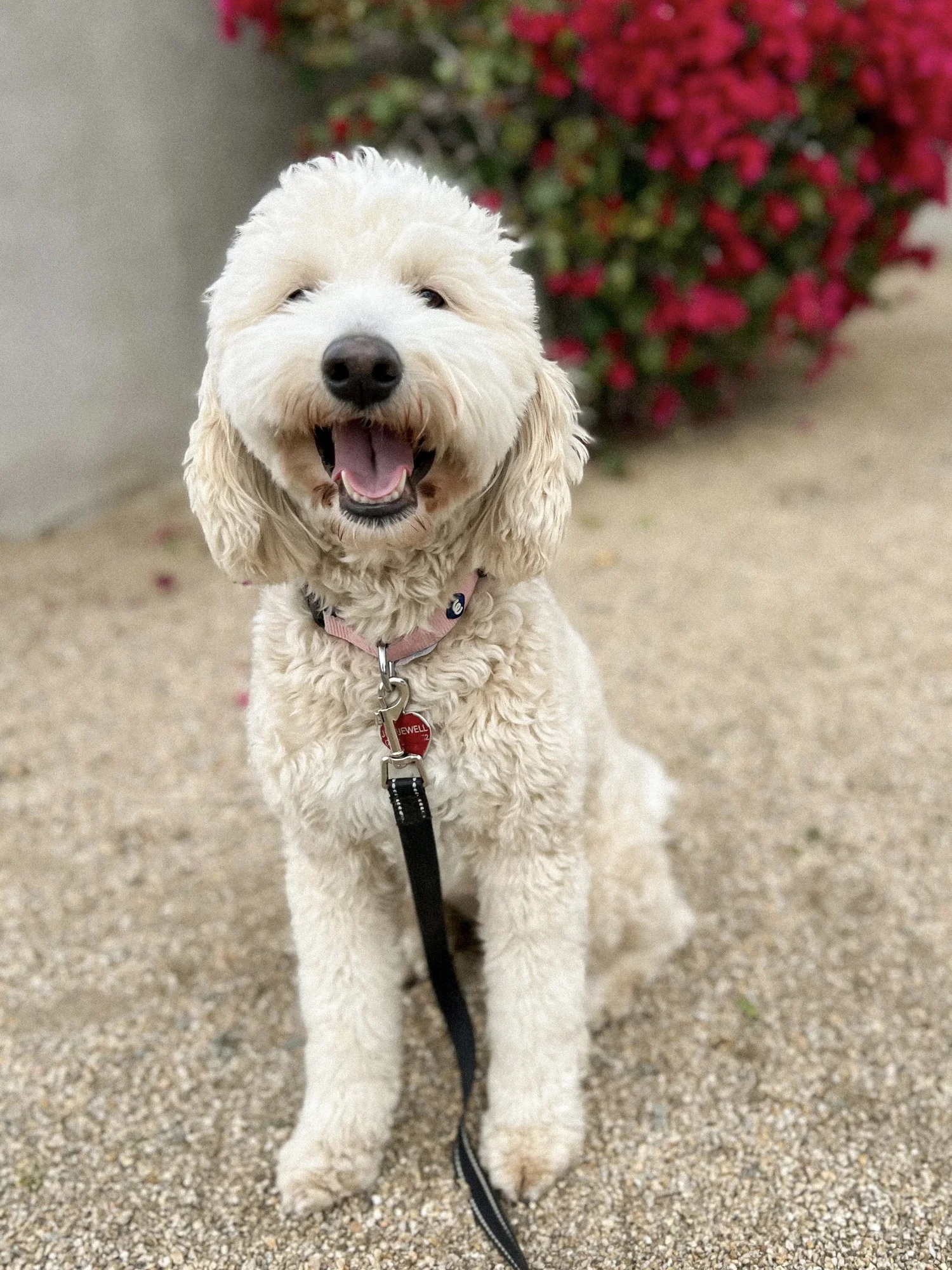Adopt a Goldendoodle Puppy in Phoenix, AZ | Daisy Mountain Doodles