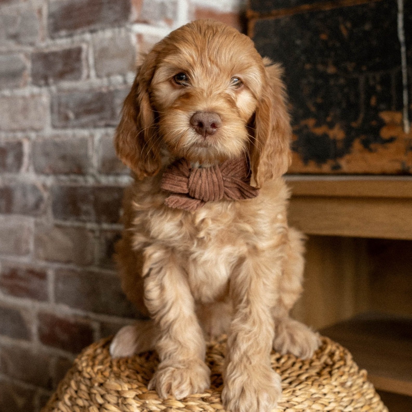 Guardian Home Program in AZ | Daisy Mountain Doodles