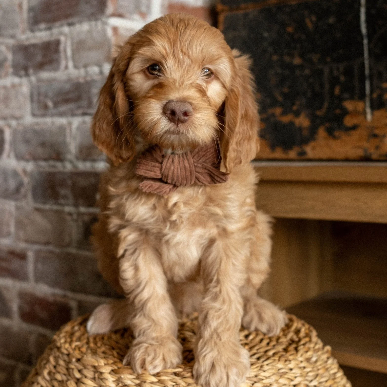 Current Litters in Phoenix, AZ | Daisy Mountain Doodles