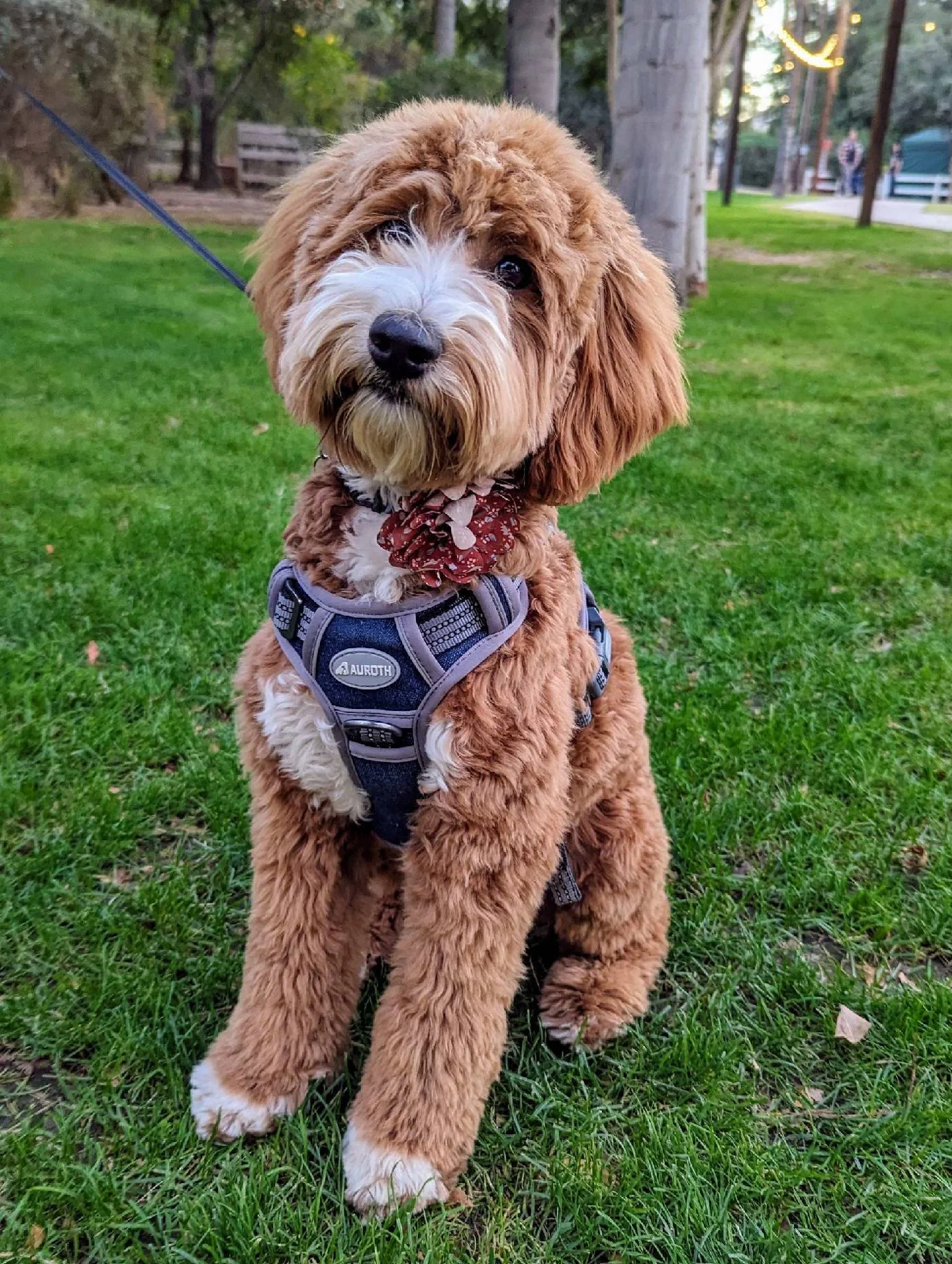 Adopt a Goldendoodle Puppy in Phoenix, AZ | Daisy Mountain Doodles