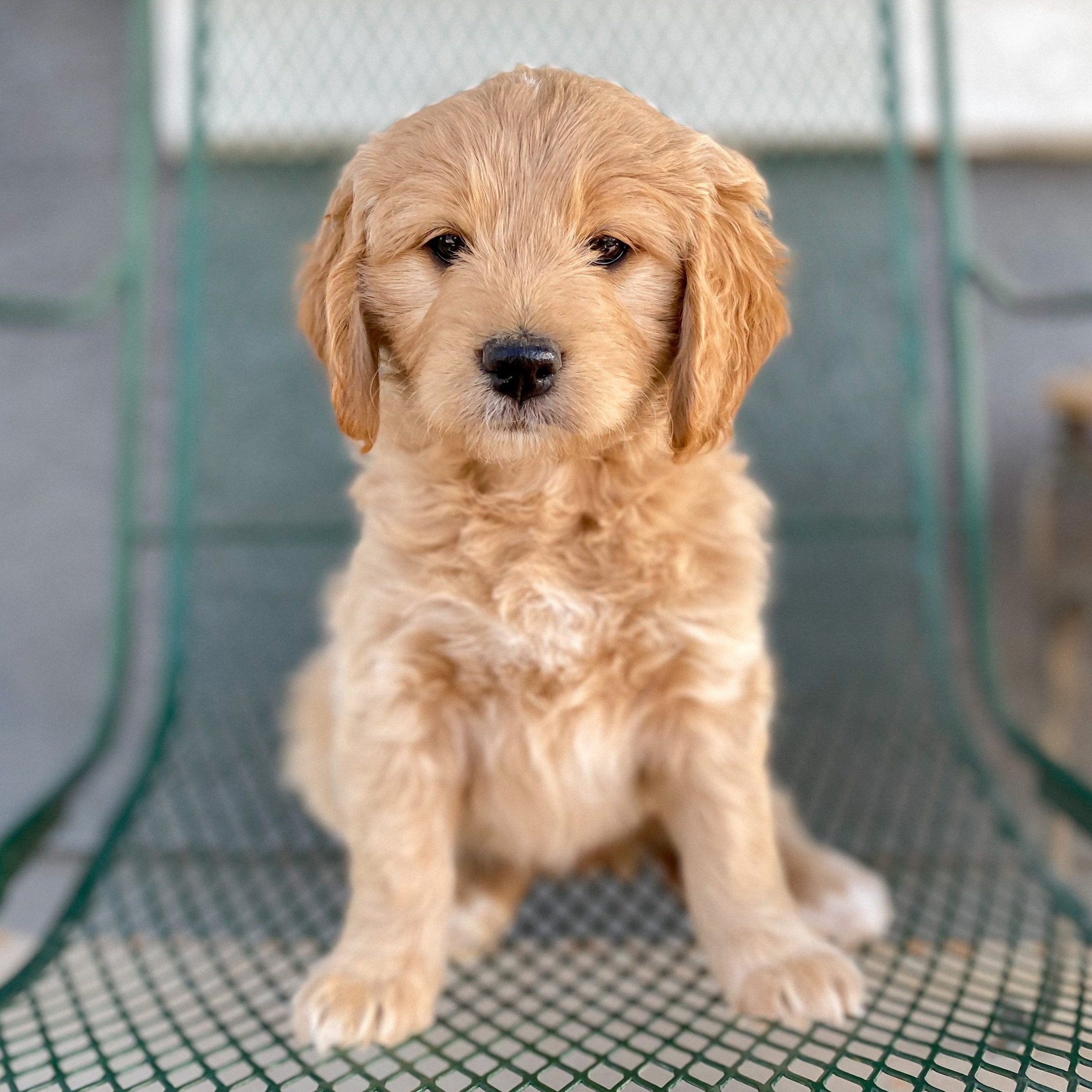 Adopt a Goldendoodle Puppy in Phoenix, AZ | Daisy Mountain Doodles Adopt a Goldendoodle Puppy in Phoenix, AZ | Daisy Mountain Doodles
