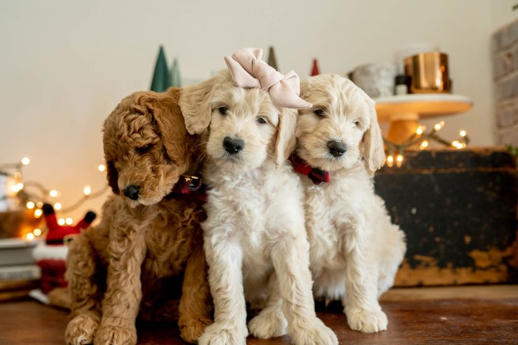 Goldendoodle, Bernedoodle & Poodle Breeders in AZ | Daisy Mountain Doodles