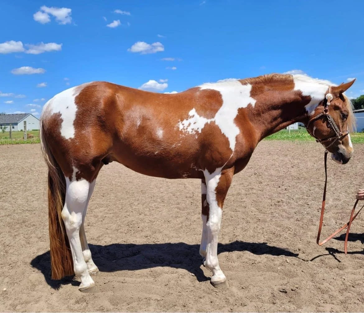 Stallion Show — American Tobiano Horse Association