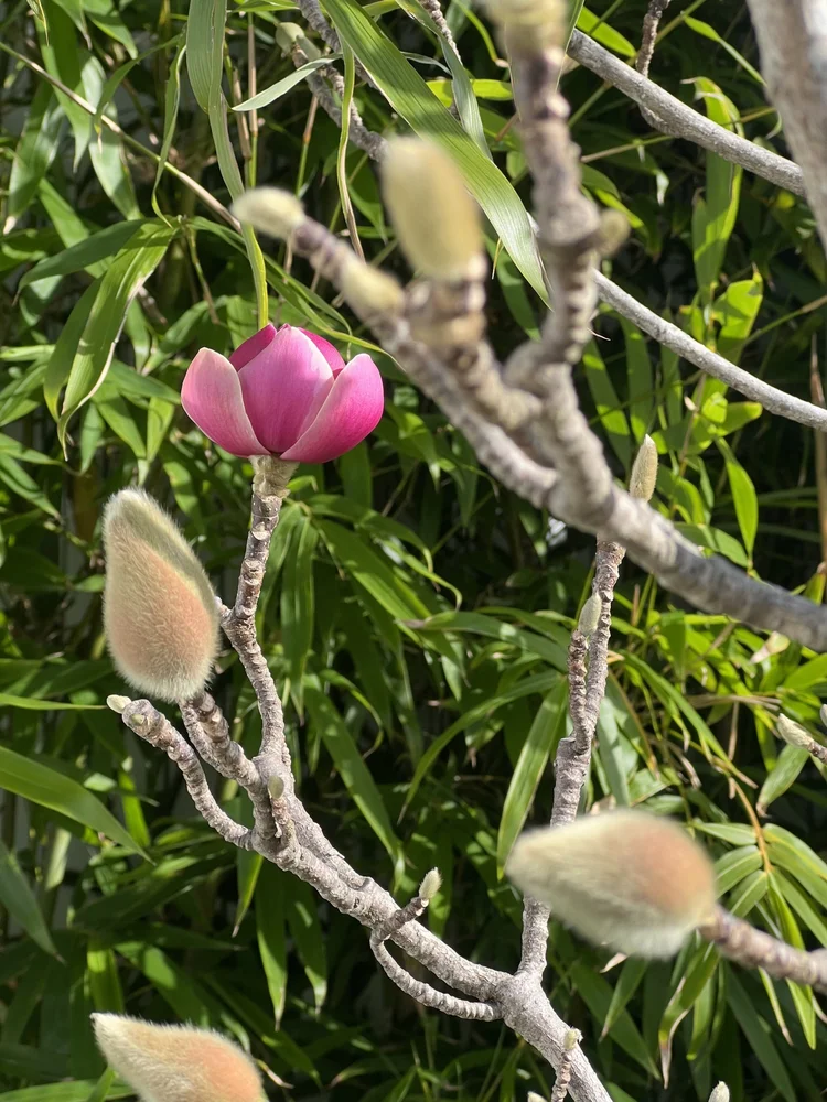 South Yarra 1 — Mud Office